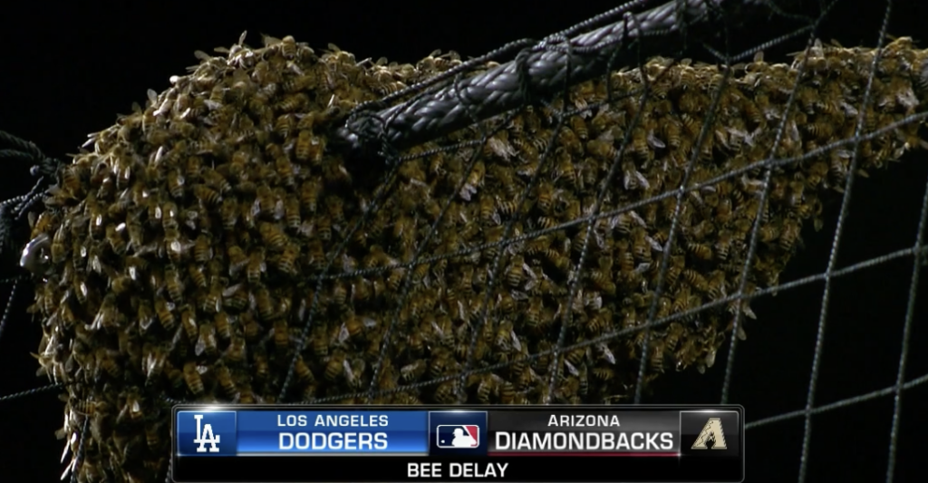 How The “Bee Guy” Saved An MLB Game From A Honey Bee Swarm
