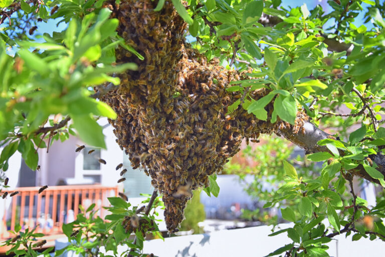 How The “Bee Guy” Saved An MLB Game From A Honey Bee Swarm
