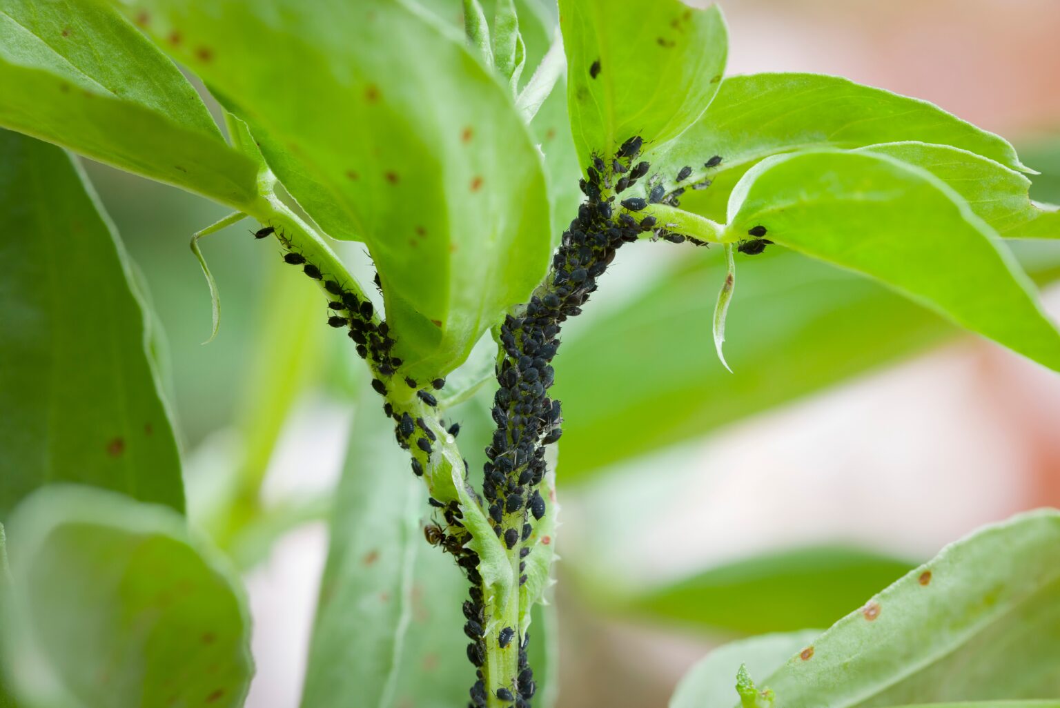 The 5 Sour Pests Of Lemon Trees