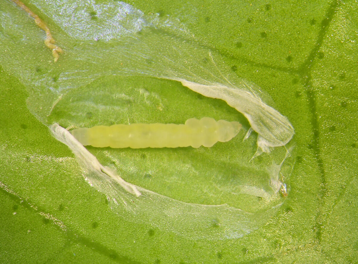 The 5 Sour Pests Of Lemon Trees