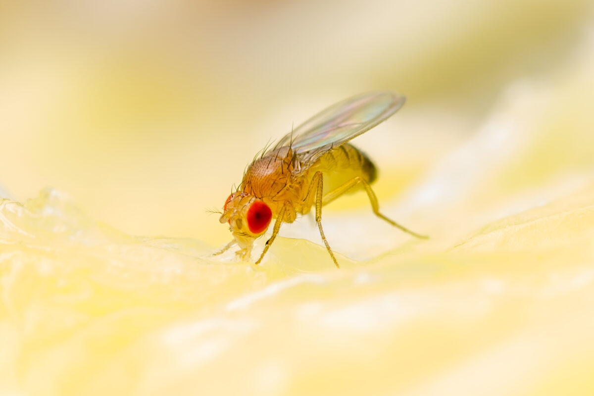 The 5 Sour Pests Of Lemon Trees