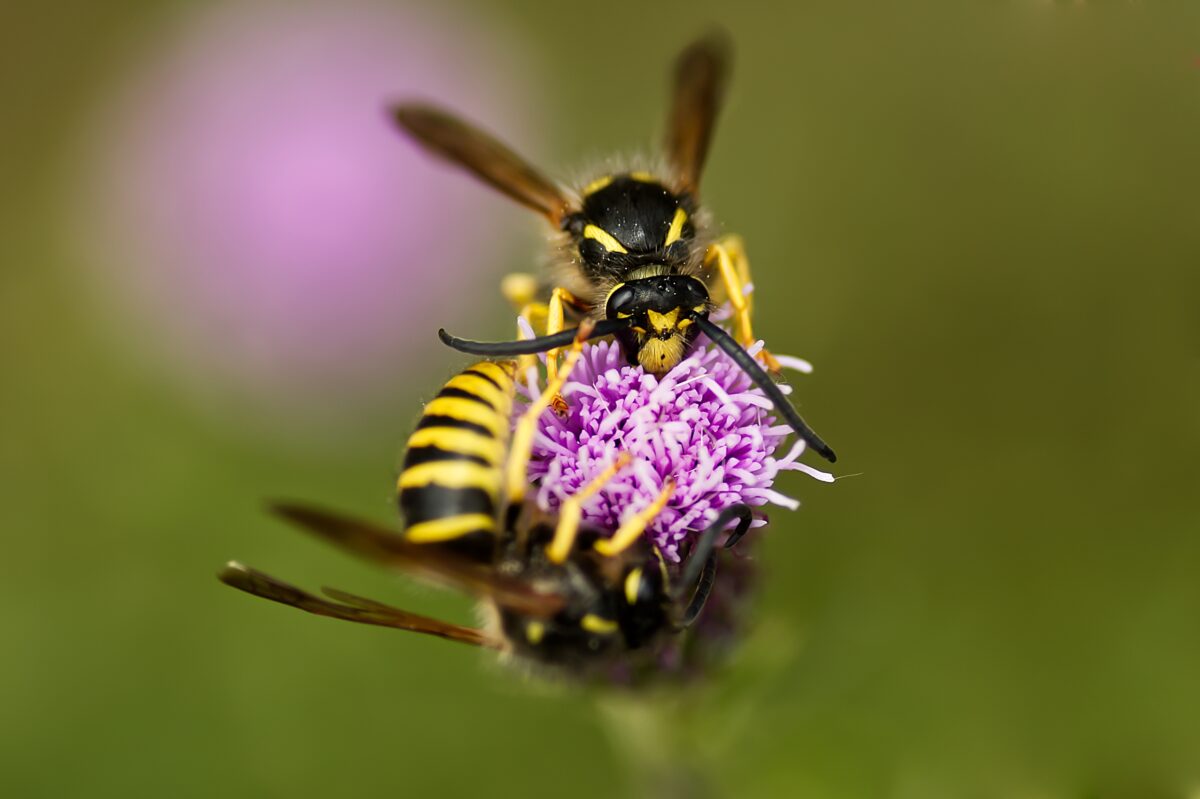 The Essential Facts On Yellow Jackets