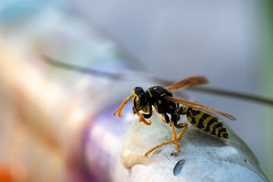 The Essential Facts On Yellow Jackets