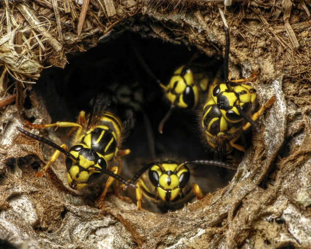The Essential Facts On Yellow Jackets