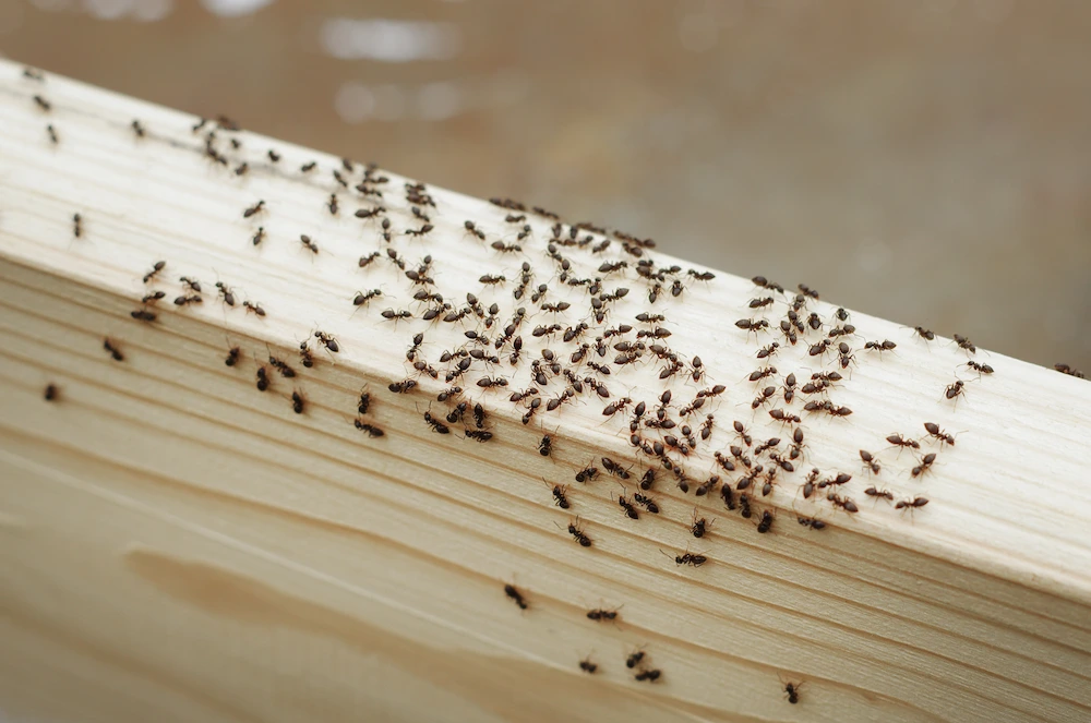 How Do Ants Spend Winter? Ants in Winter and What It Means for Your Home